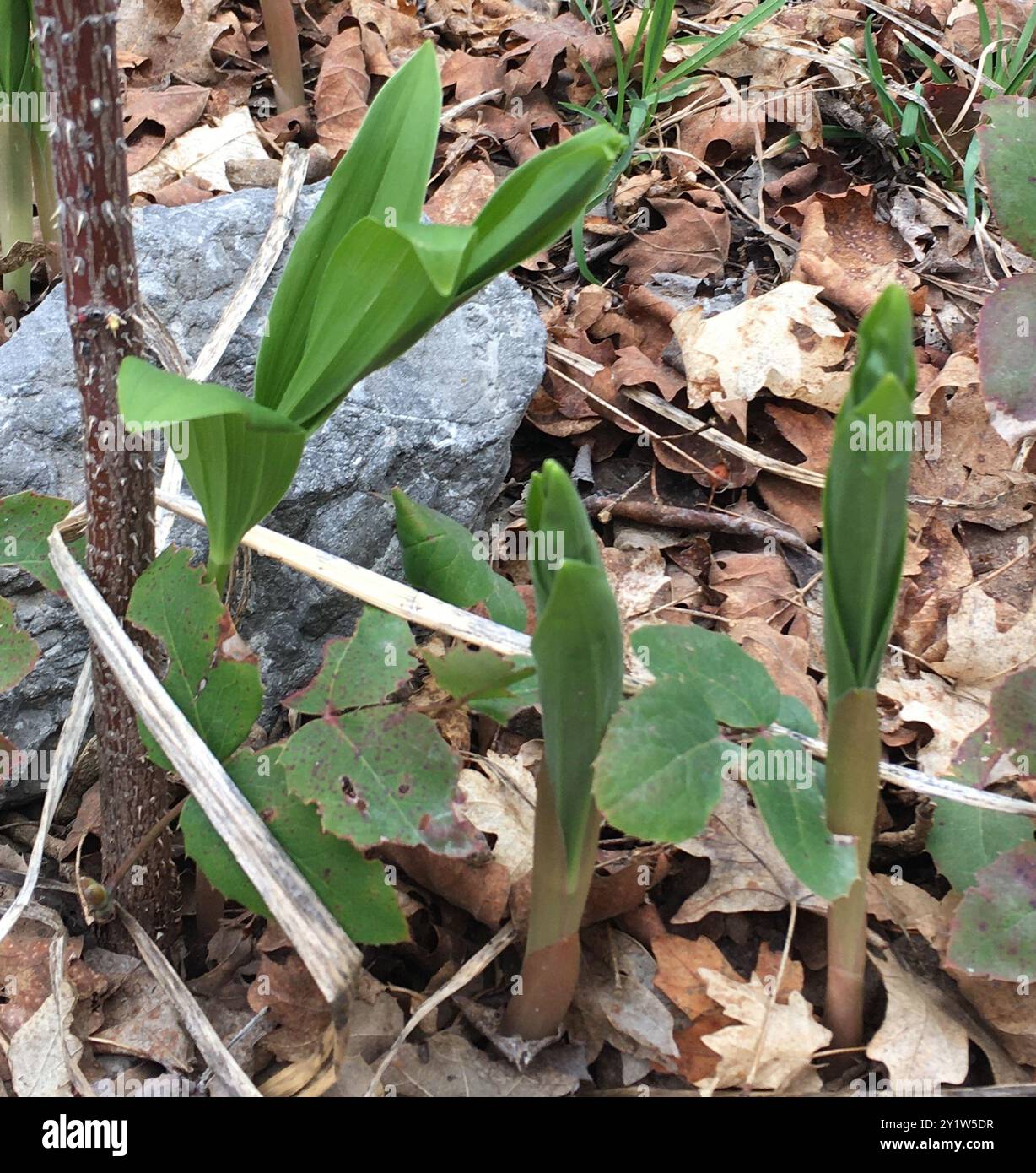 lilies, supplejacks, and allies (Liliales) Plantae Stock Photo - Alamy