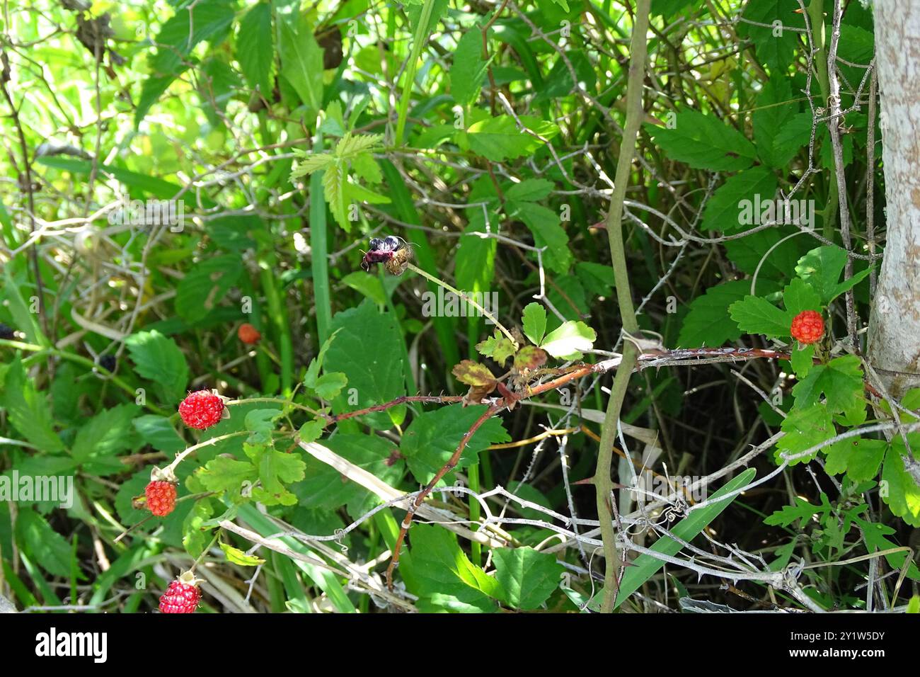 southern dewberry (Rubus trivialis) Plantae Stock Photo - Alamy