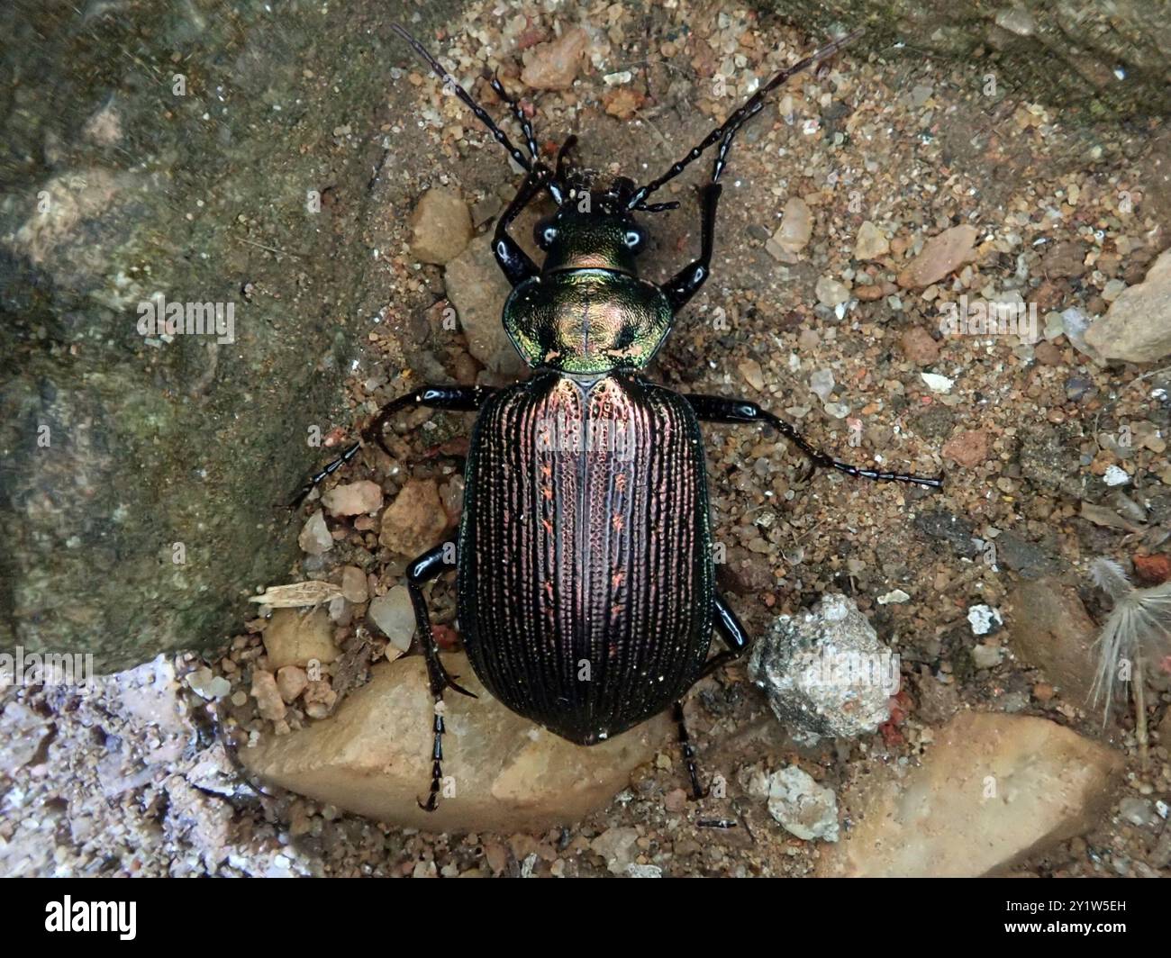 Calosoma alternans hi-res stock photography and images - Alamy