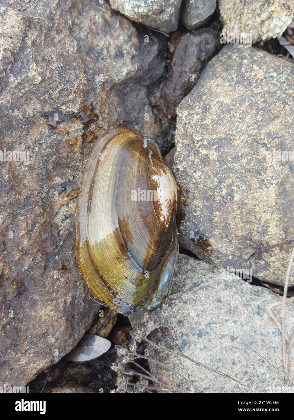 Floater Mussels (Pyganodon) Mollusca Stock Photo - Alamy