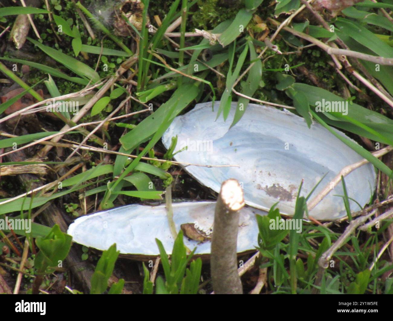 Eastern Floater (Pyganodon cataracta) Mollusca Stock Photo - Alamy