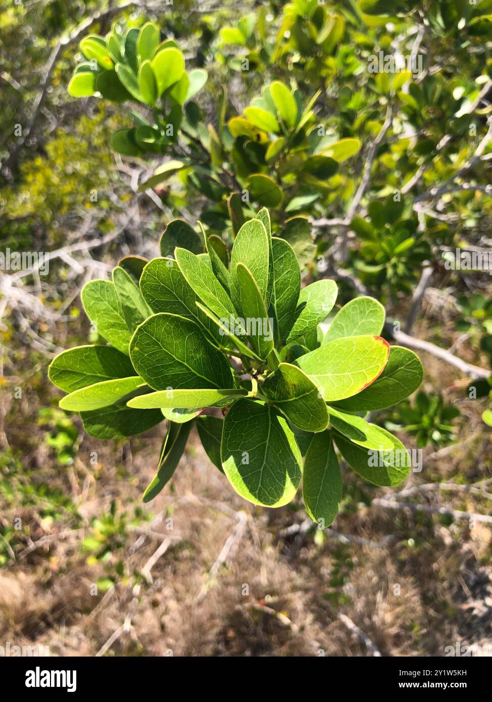 Blackbead (Pithecellobium keyense) Plantae Stock Photo - Alamy