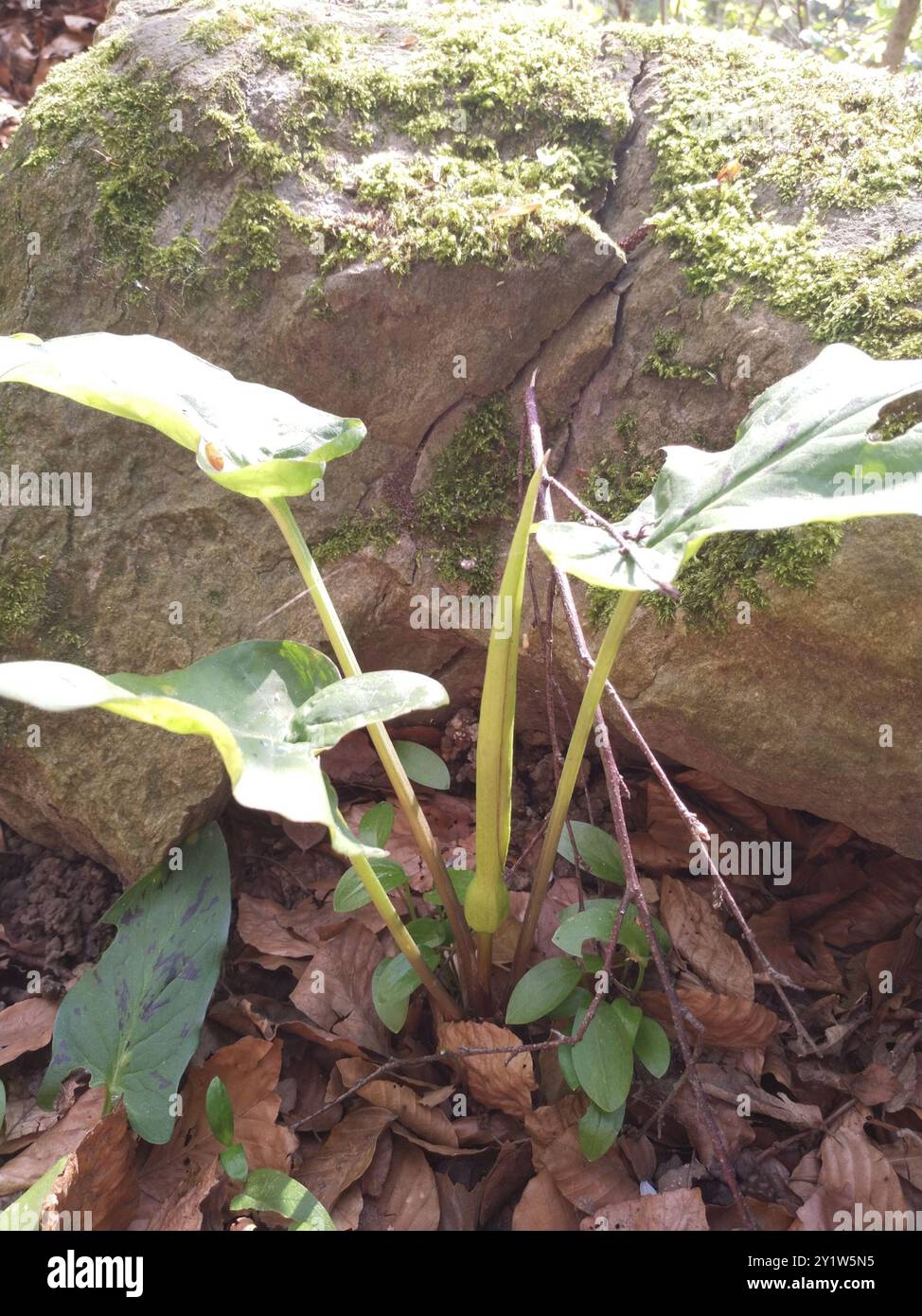 Cuckoo-pint (Arum maculatum) Plantae Stock Photo - Alamy