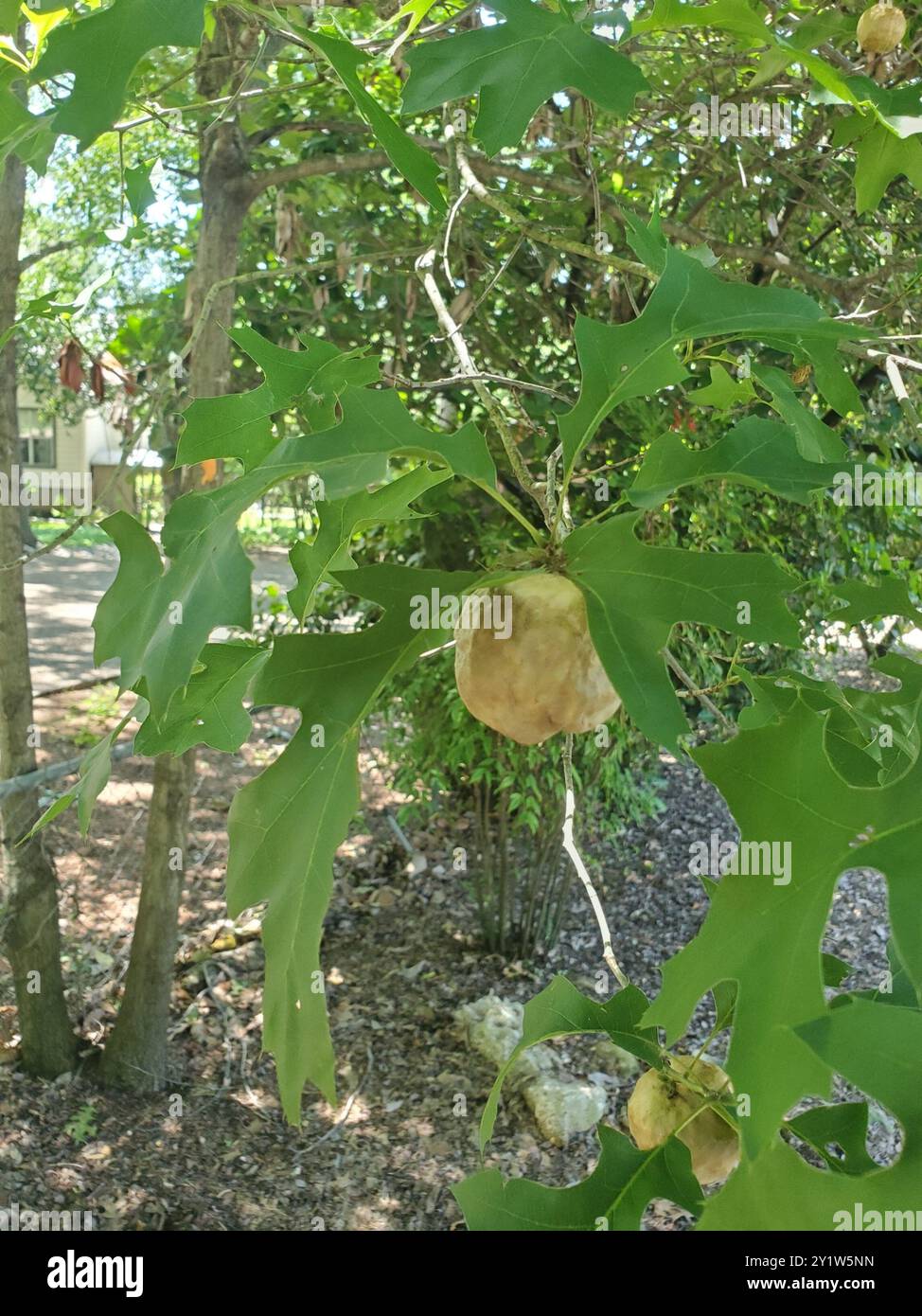 Spongy Oak Apple Gall Wasp (Amphibolips confluenta) Insecta Stock Photo ...