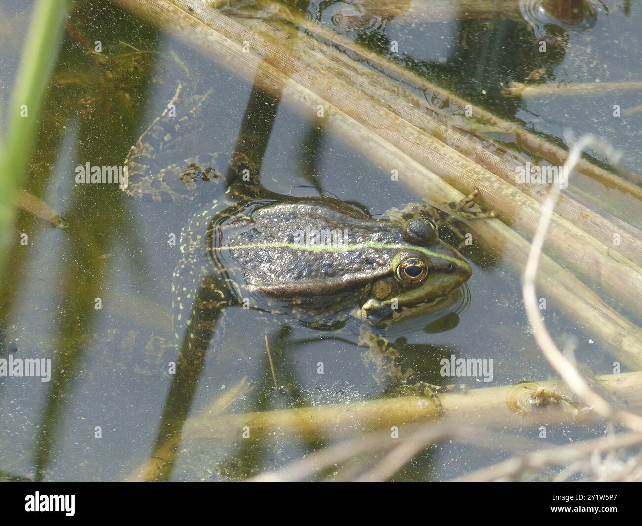 Water Frogs (Pelophylax) Amphibia Stock Photo - Alamy