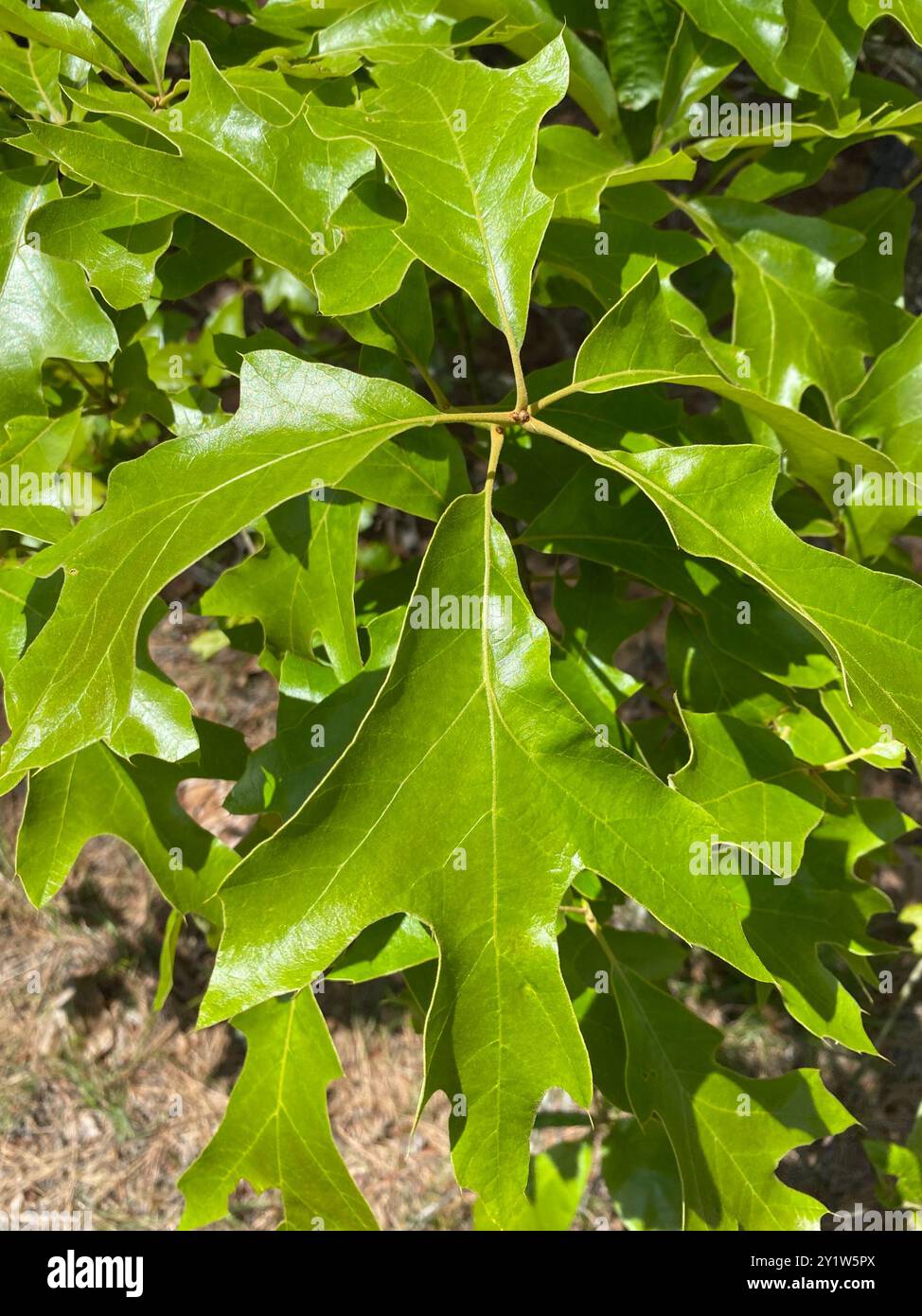 southern red oak (Quercus falcata) Plantae Stock Photo - Alamy
