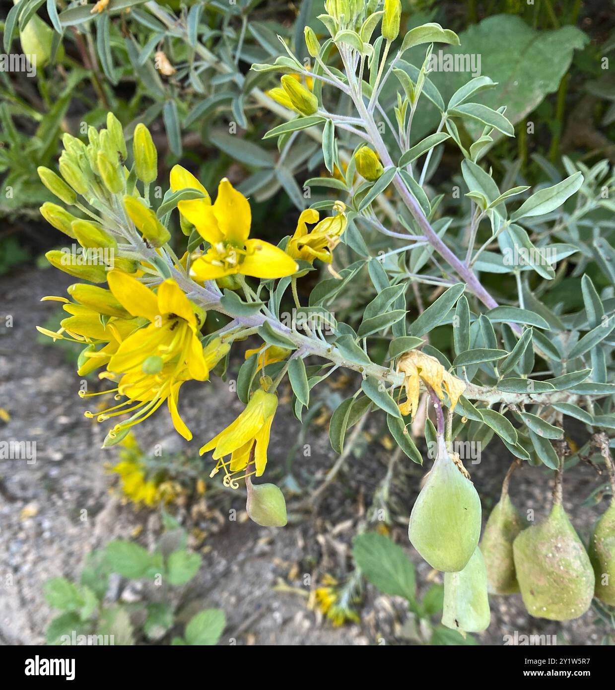 Bladderpod (Cleomella arborea) Plantae Stock Photo - Alamy