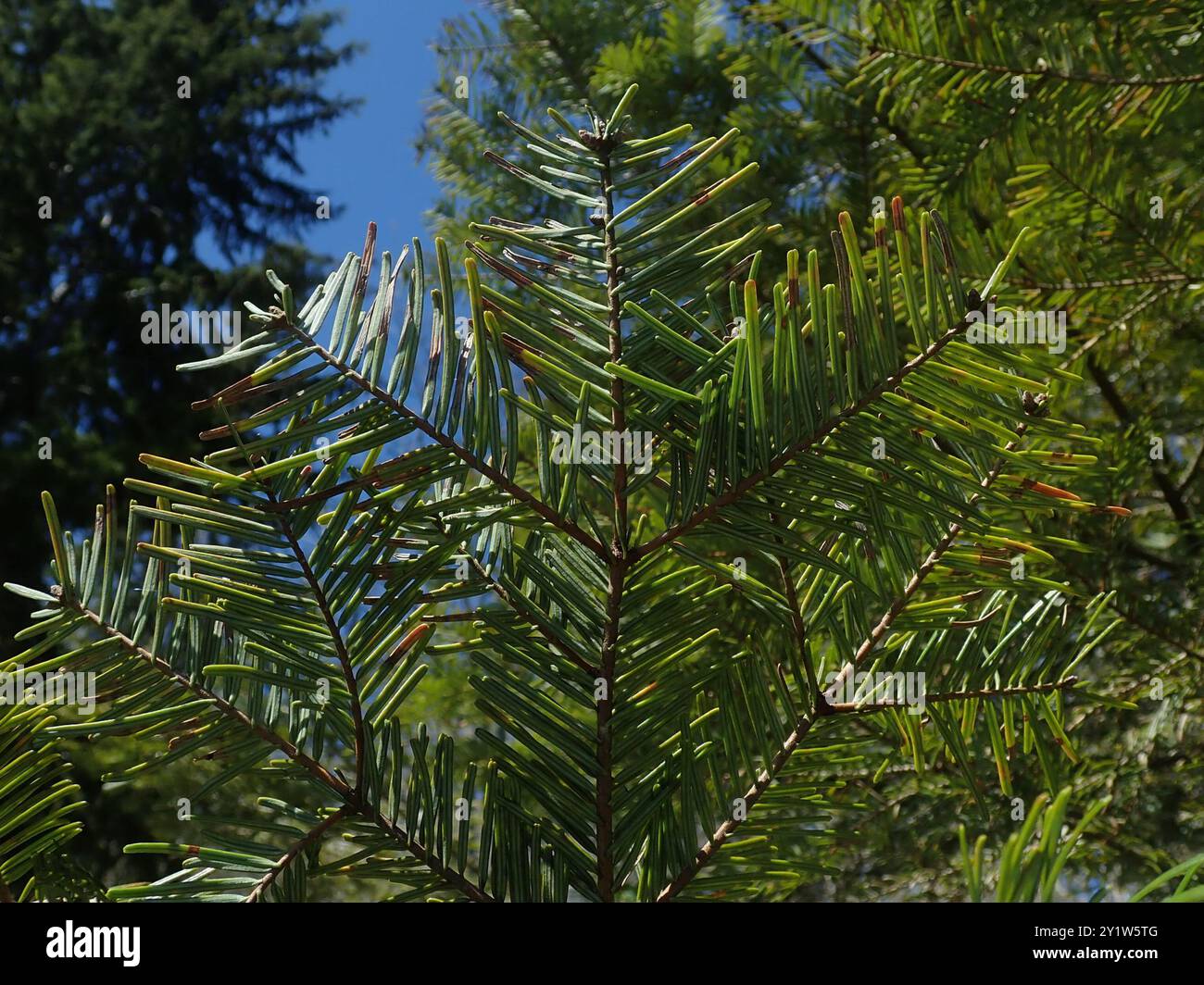 grand fir (Abies grandis) Plantae Stock Photo - Alamy