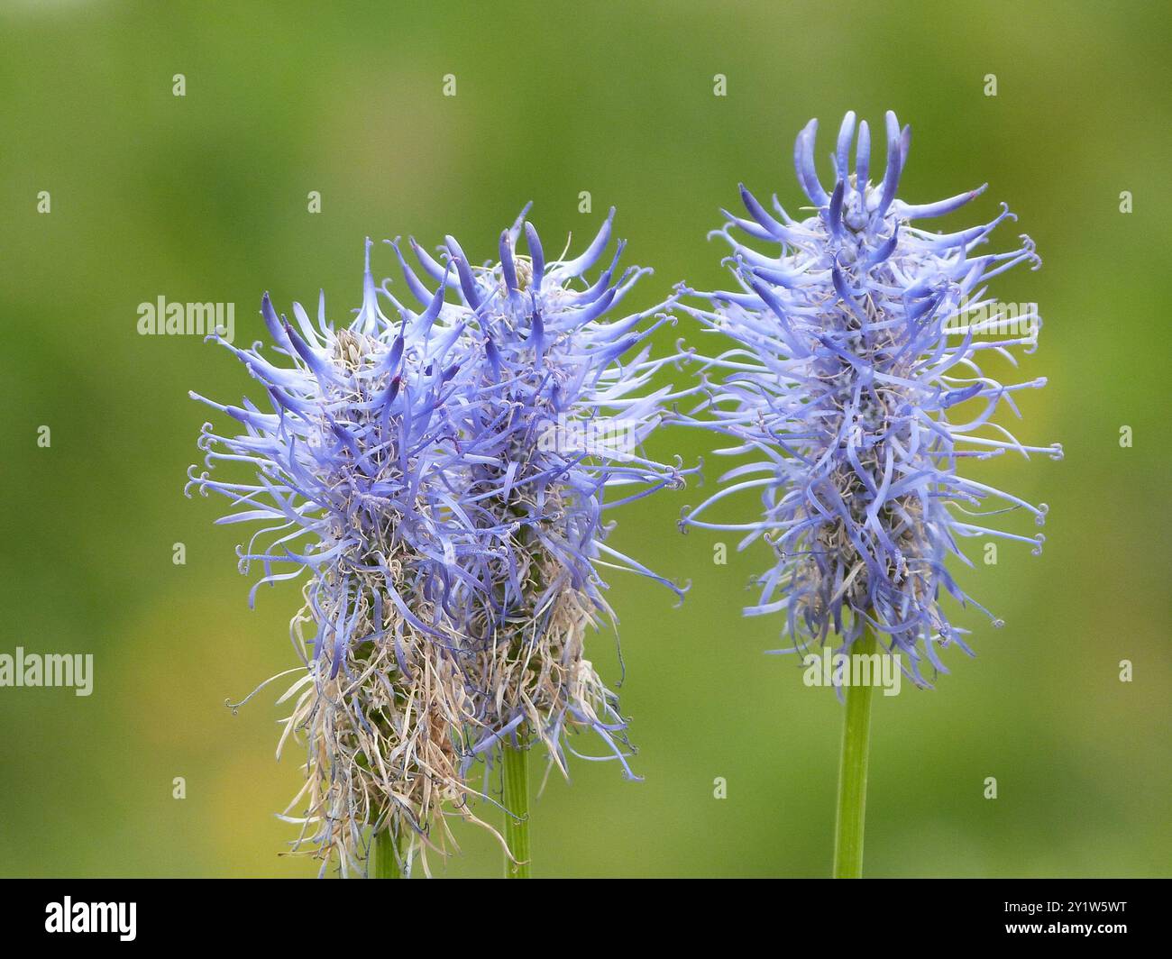 Spiked rampion (Phyteuma spicatum) Plantae Stock Photo - Alamy