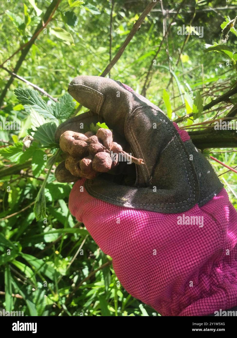 Blackberry Knot Gall Wasp (Diastrophus nebulosus) Insecta Stock Photo ...
