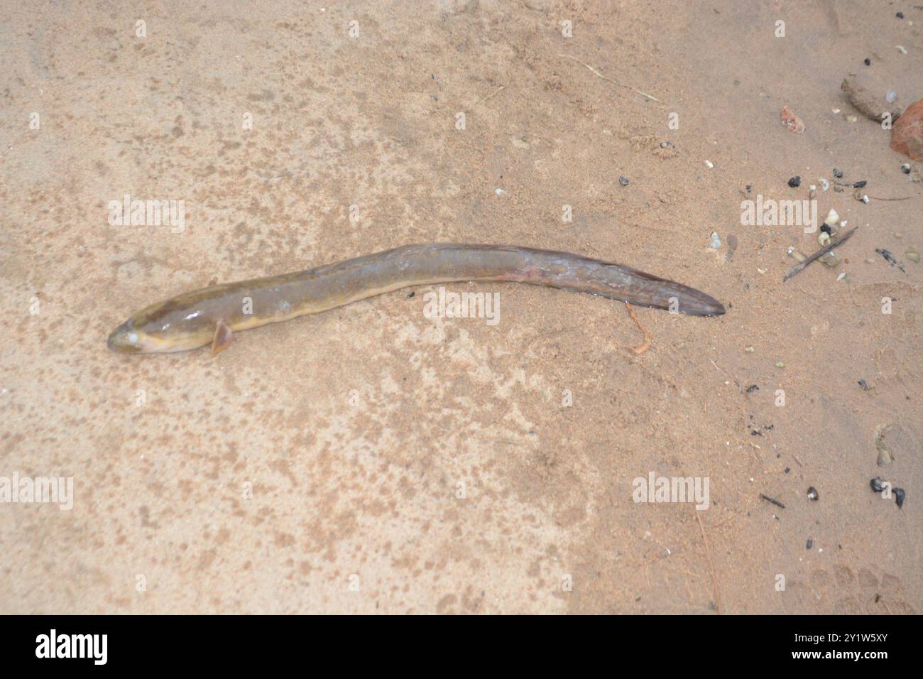 Asian Swamp Eel (Monopterus albus) Actinopterygii Stock Photo - Alamy