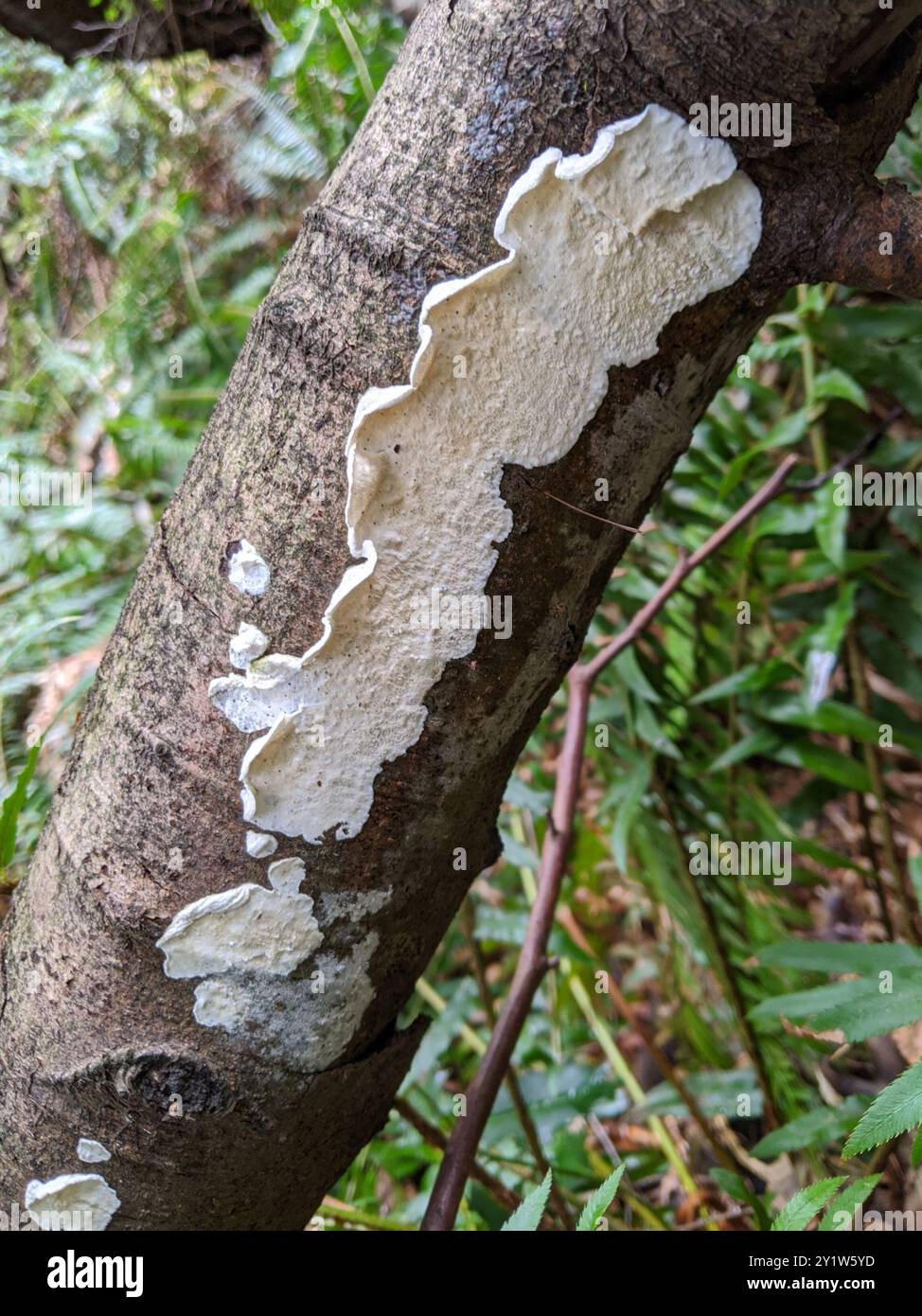 Netted Crust (Byssomerulius corium) Fungi Stock Photo - Alamy
