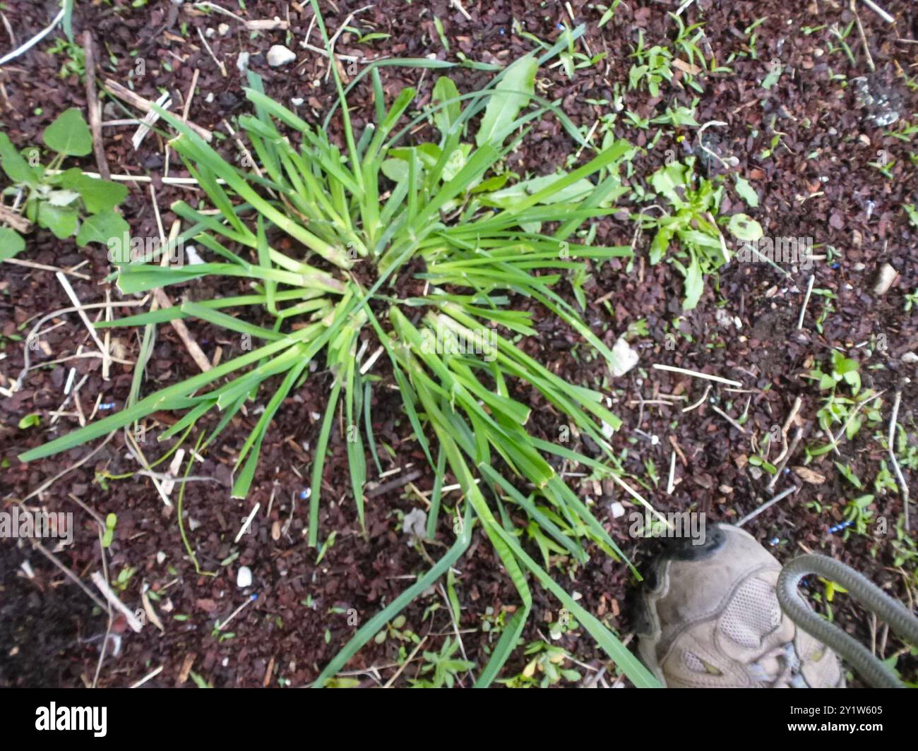 grasses (Poaceae) Plantae Stock Photo - Alamy