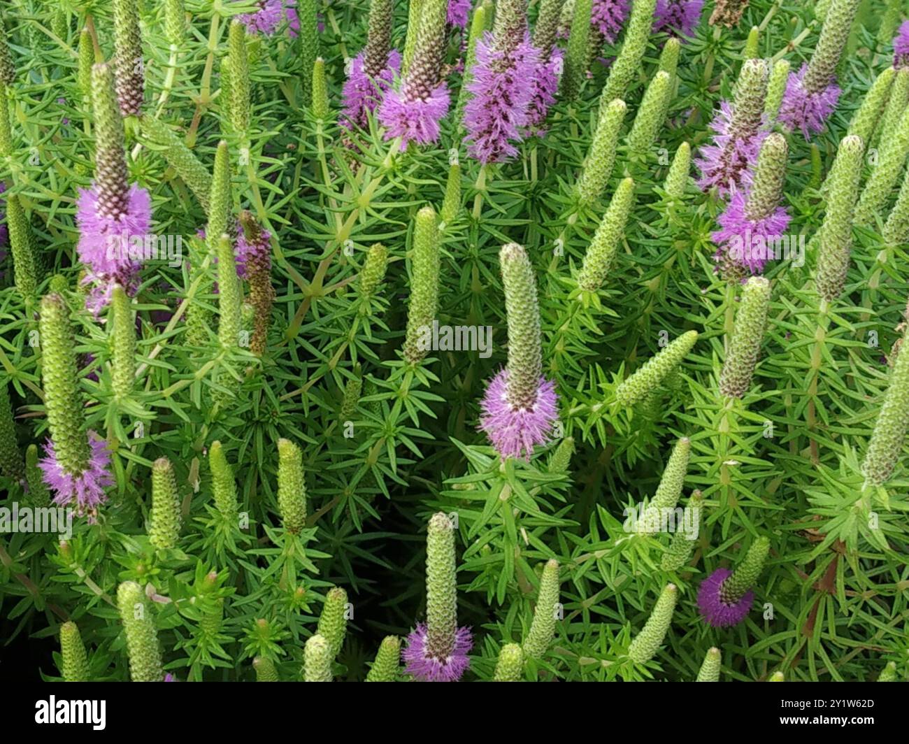 jambhli manjiri (Pogostemon deccanensis) Plantae Stock Photo - Alamy