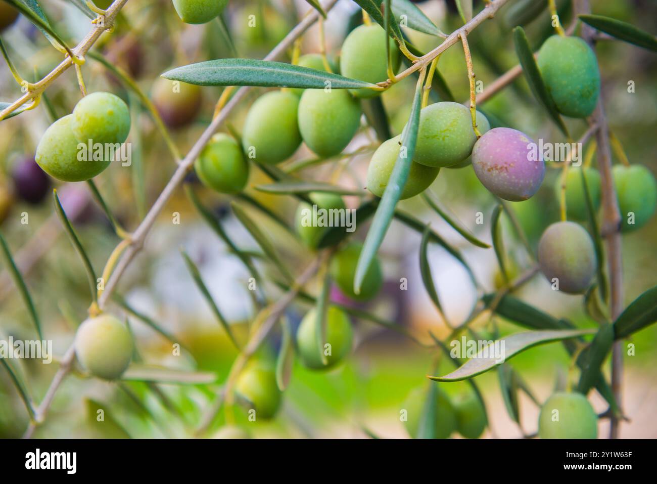 Olives in olive tree. Close view Stock Photo - Alamy