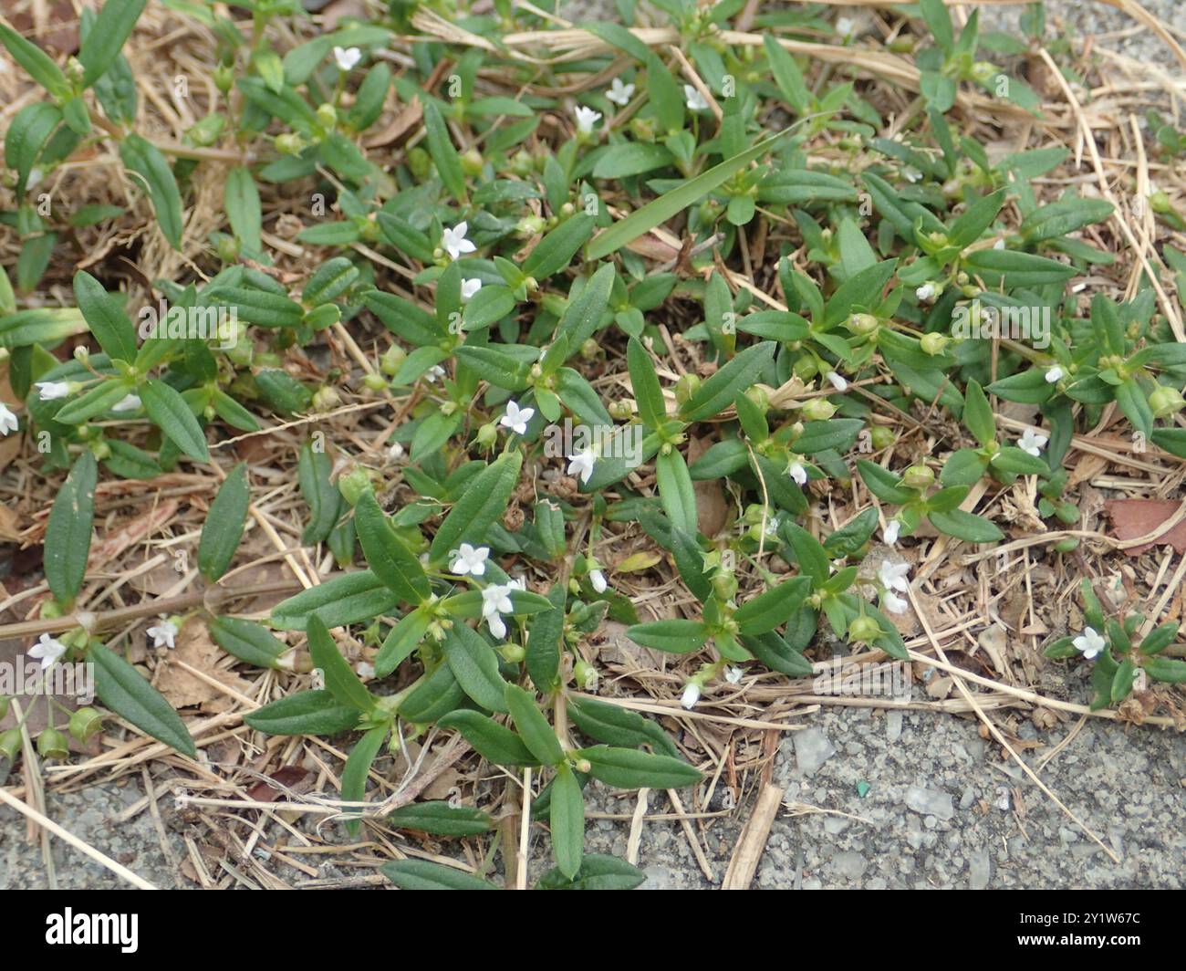 Old World Diamond Flower (Oldenlandia corymbosa) Plantae Stock Photo ...