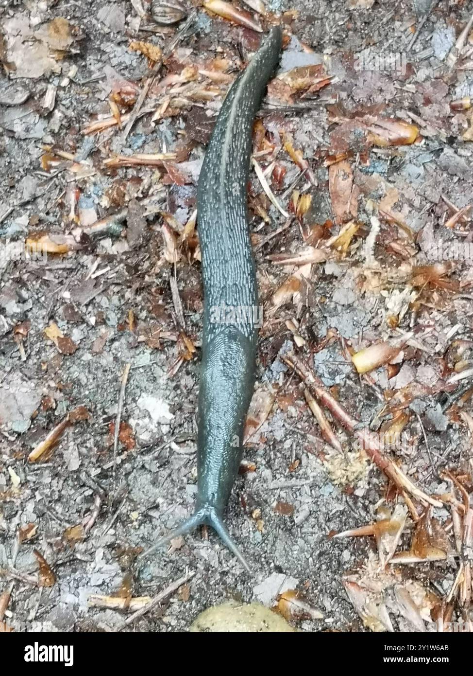 Ash-black Slug (Limax cinereoniger) Mollusca Stock Photo - Alamy