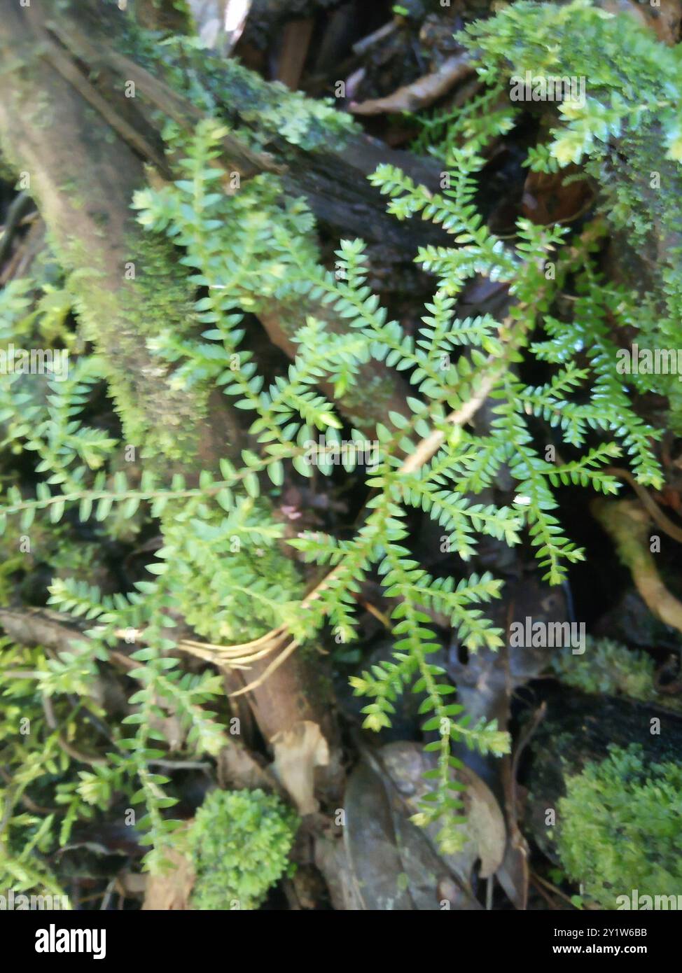 spikemosses (Selaginella) Plantae Stock Photo - Alamy