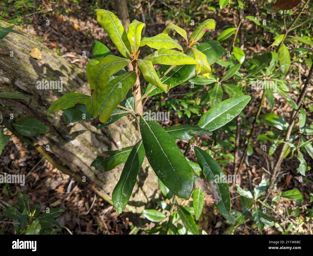 Swamp Bay (Persea palustris) Plantae Stock Photo - Alamy