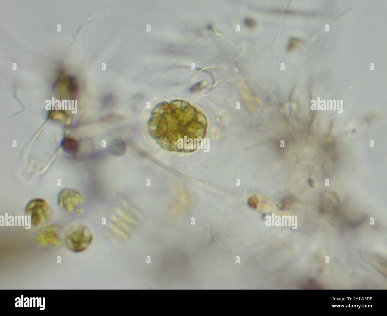 Pandorina hi-res stock photography and images - Alamy