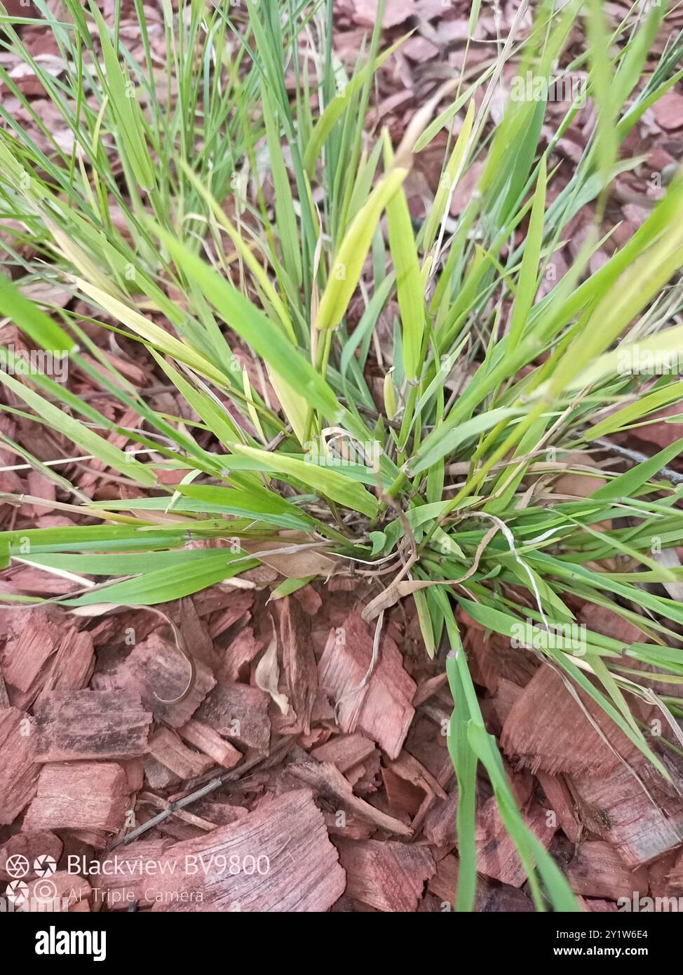 panic veldtgrass (Ehrharta erecta) Plantae Stock Photo - Alamy