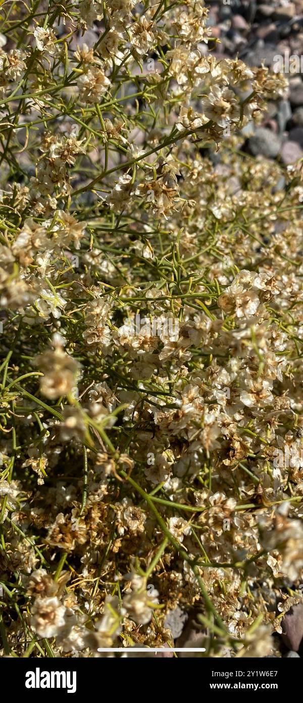 Cheesebush (Ambrosia salsola) Plantae Stock Photo - Alamy