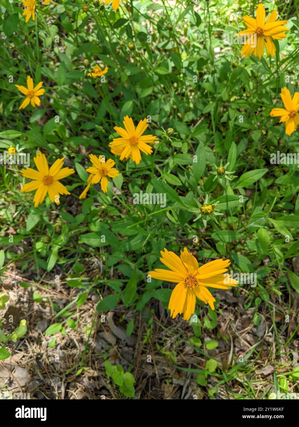 Lance-leaved Coreopsis (Coreopsis lanceolata) Plantae Stock Photo - Alamy