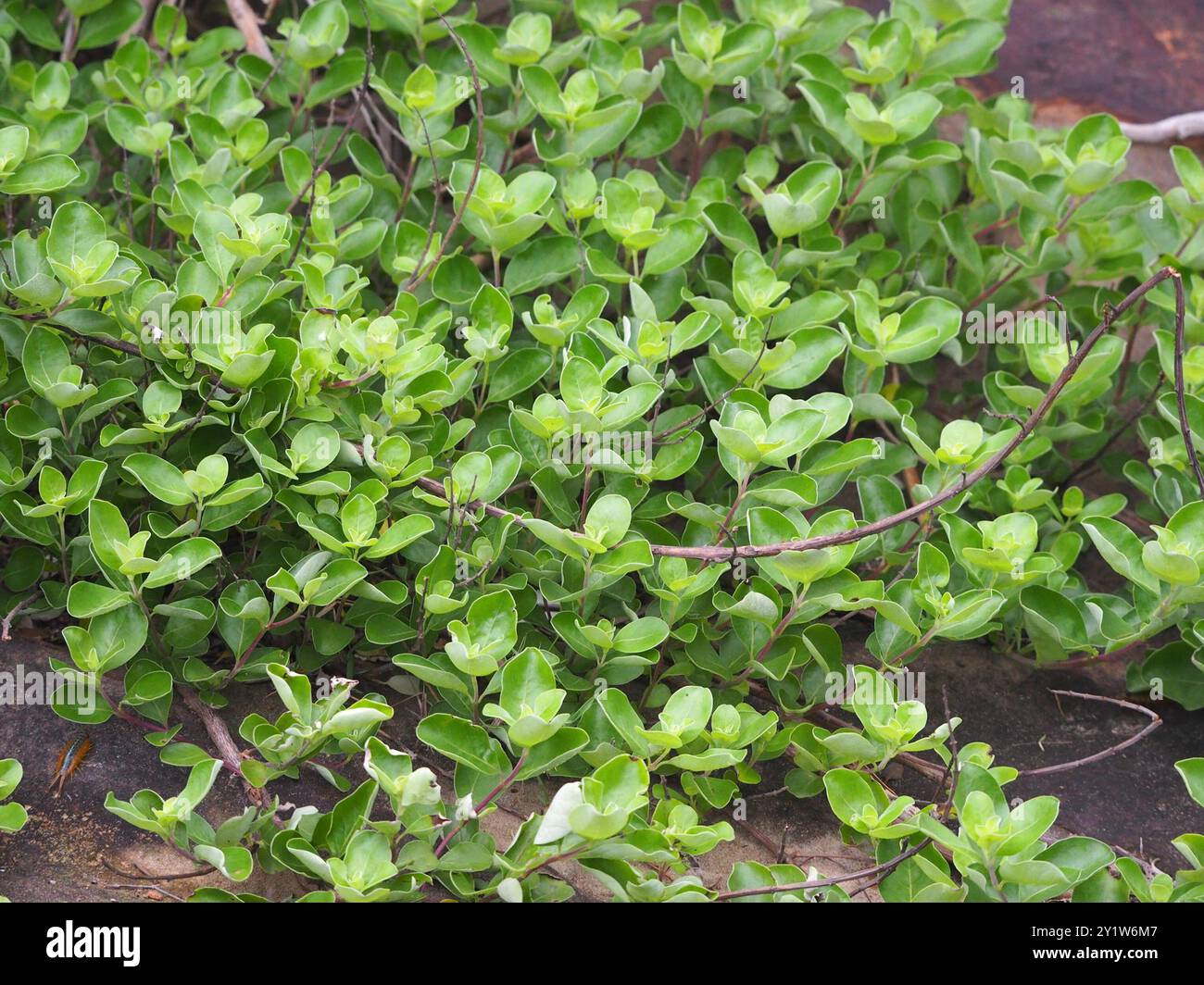 Beach Vitex (Vitex rotundifolia) Plantae Stock Photo - Alamy