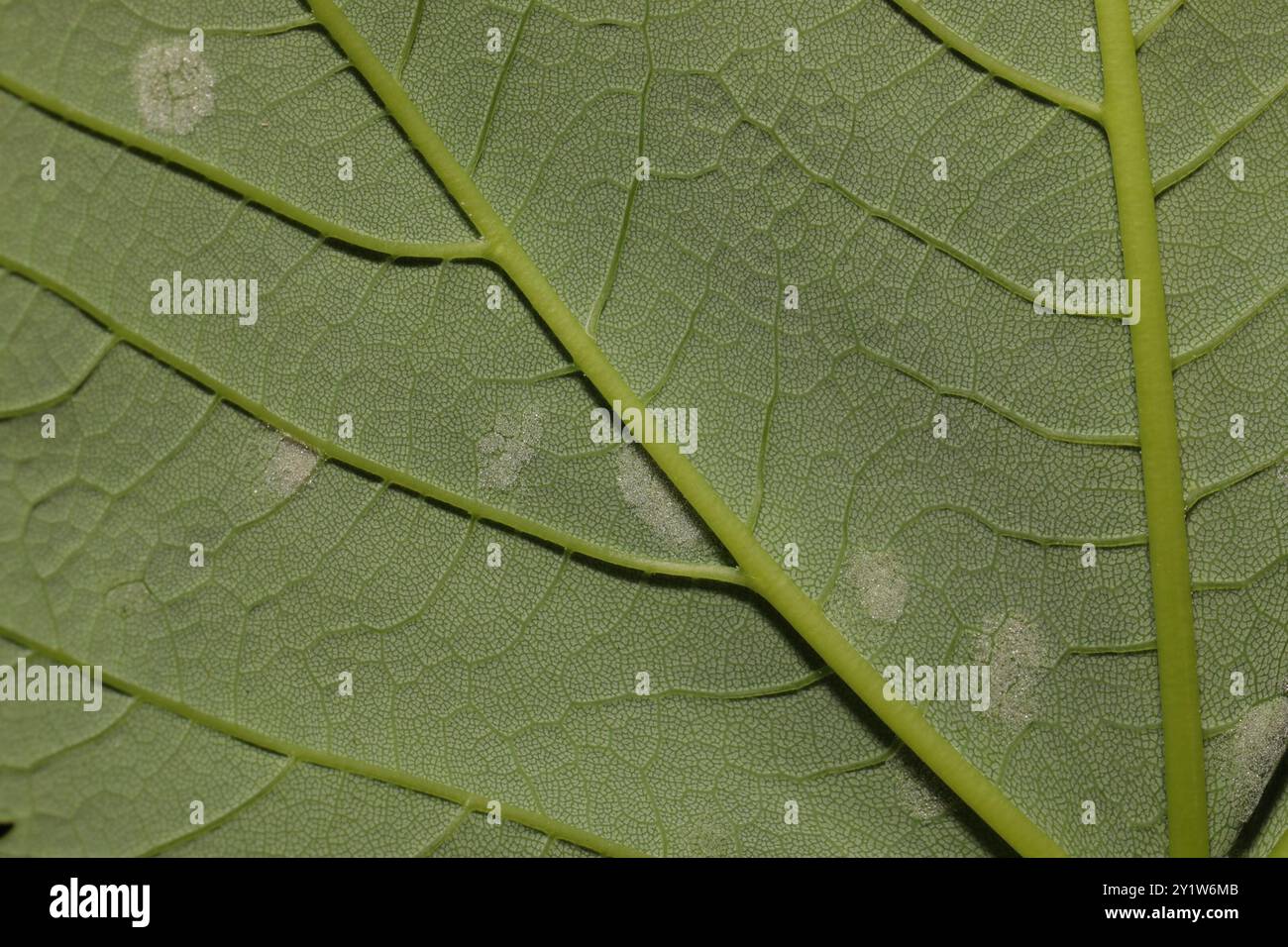Sycamore Felt Gall Mite (Aceria pseudoplatani) Arachnida Stock Photo ...