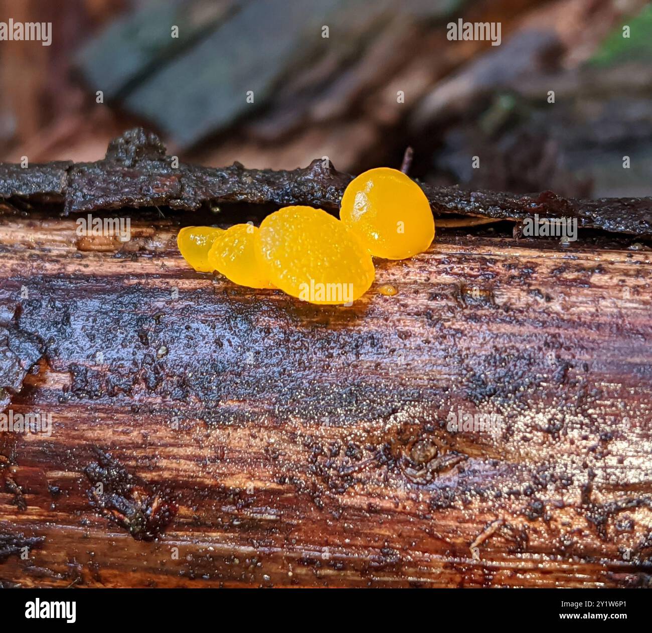 alpine jelly cone (Guepiniopsis alpina) Fungi Stock Photo - Alamy