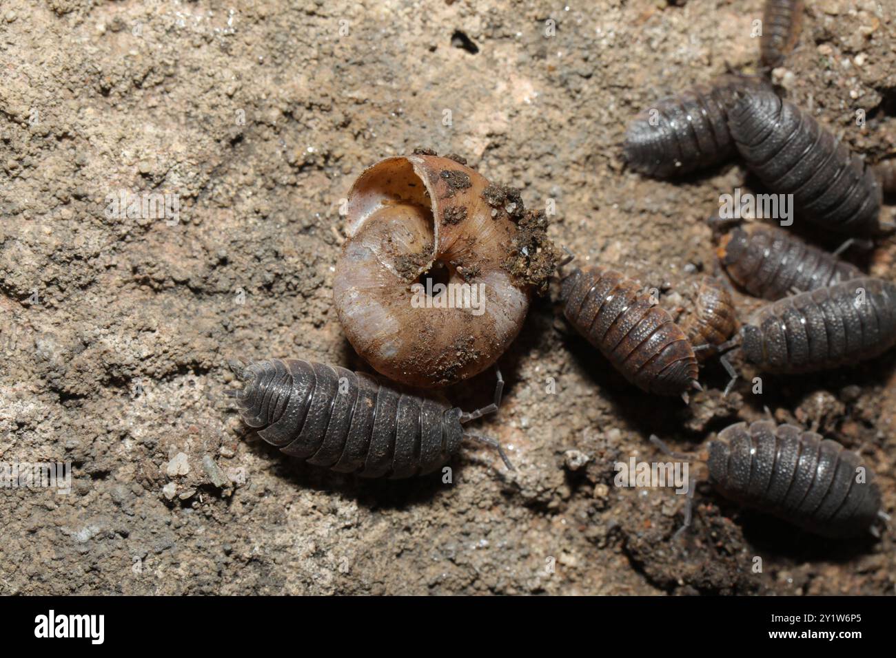 Strawberry Snail (Trochulus striolatus) Mollusca Stock Photo - Alamy