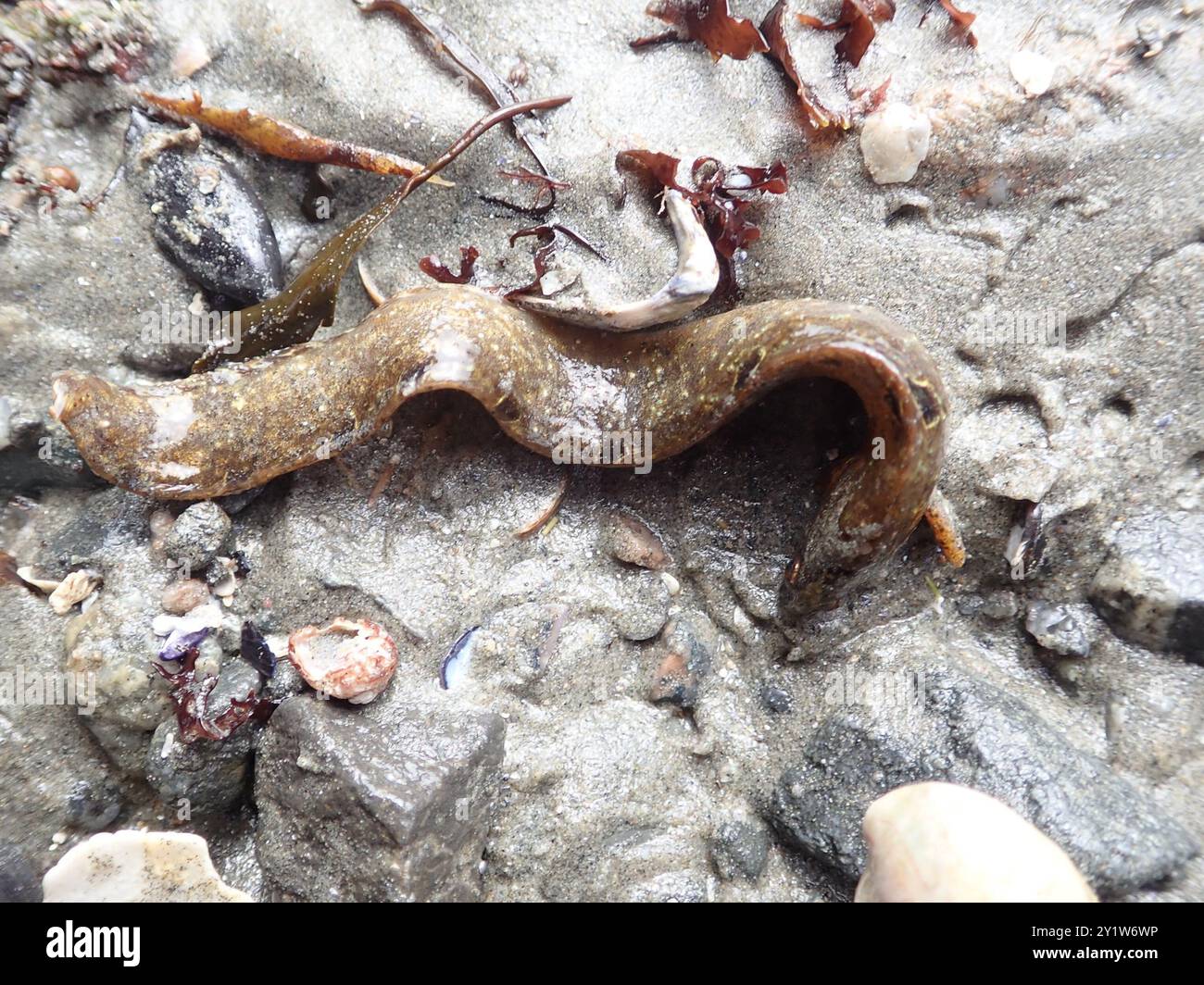 Rock Gunnel (Pholis gunnellus) Actinopterygii Stock Photo - Alamy