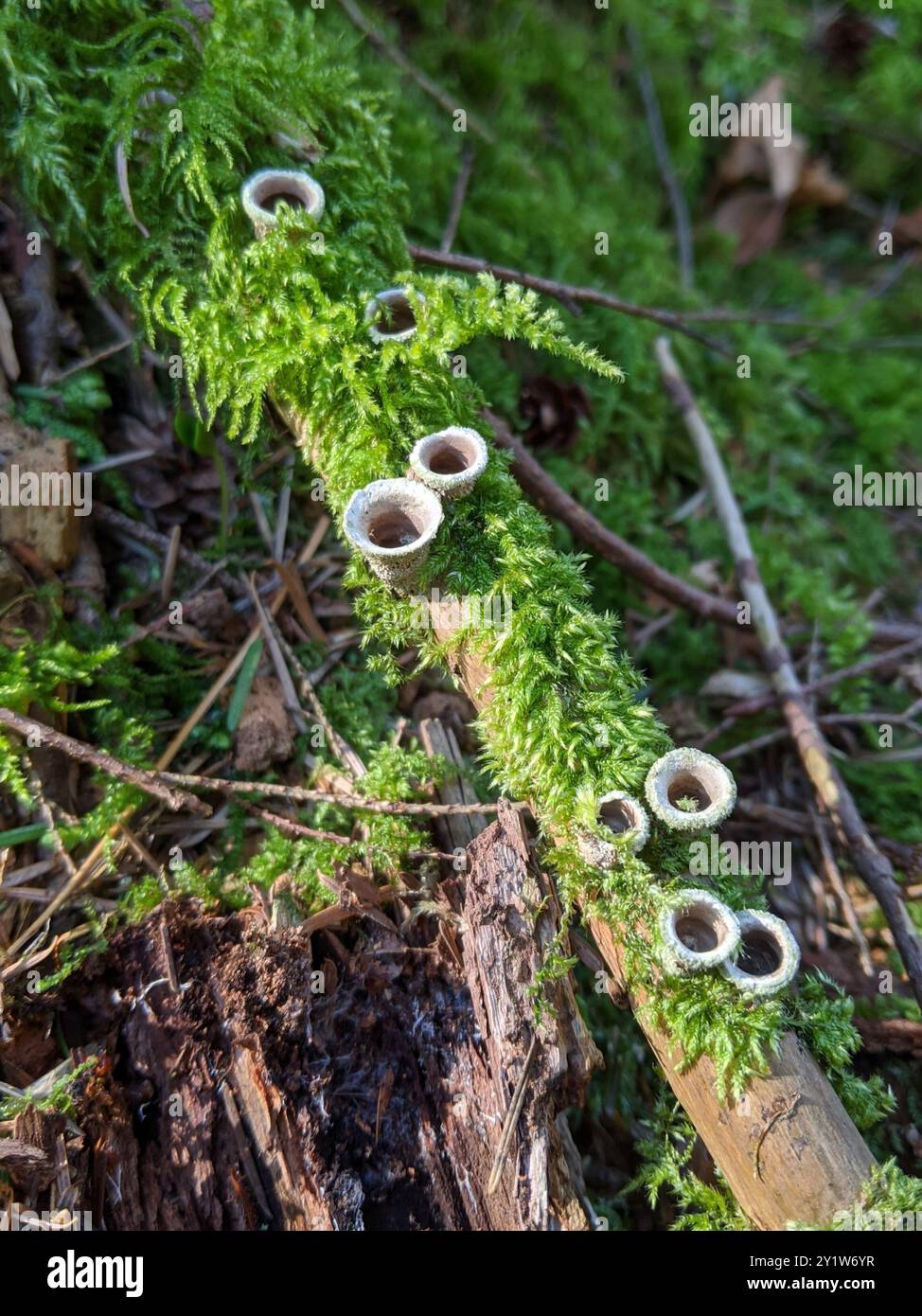 Nidula candida hi-res stock photography and images - Alamy