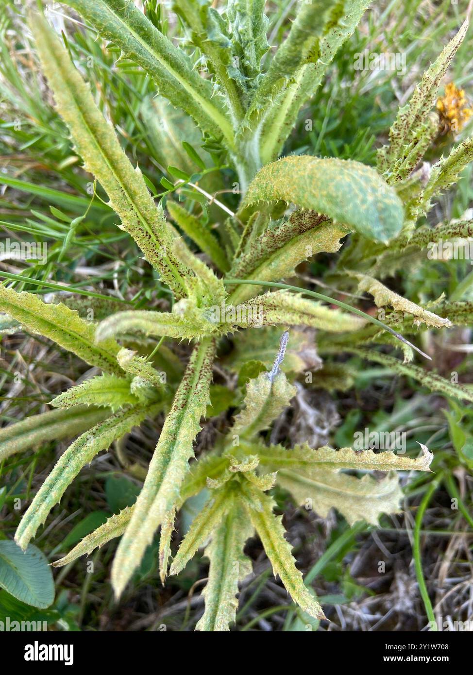 thistle rust (Puccinia suaveolens) Fungi Stock Photo - Alamy