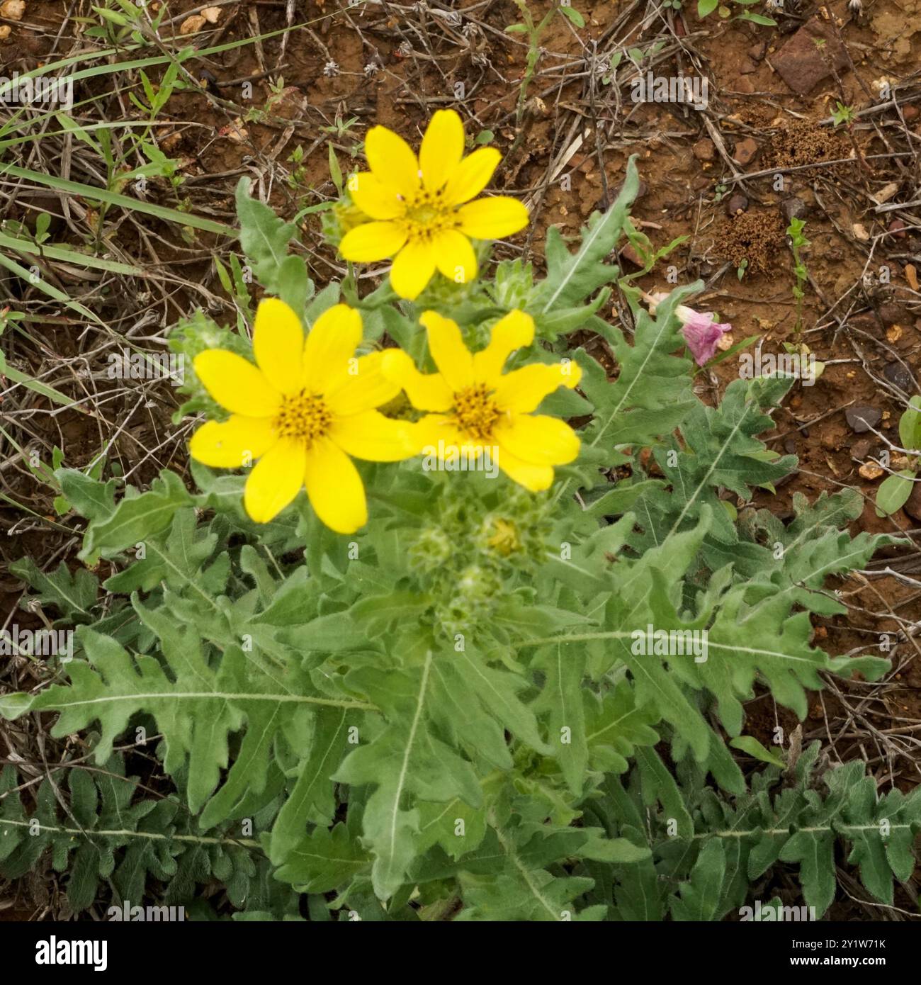 Engelmann daisy (Engelmannia peristenia) Plantae Stock Photo - Alamy