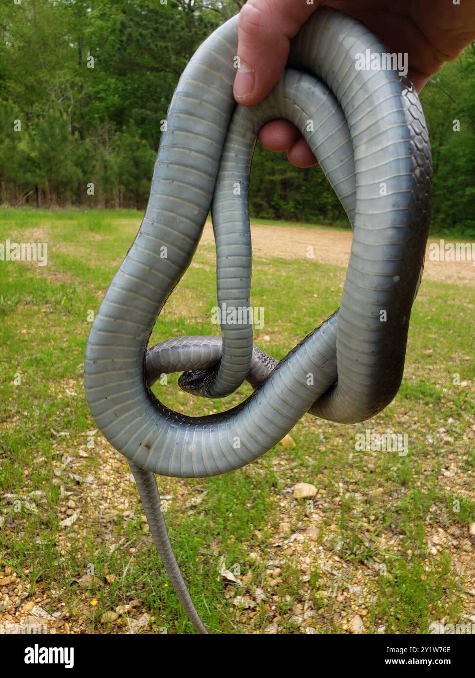 Buttermilk Racer (Coluber constrictor anthicus) Reptilia Stock Photo ...