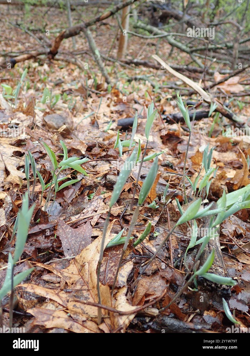 monocots (Liliopsida) Plantae Stock Photo - Alamy
