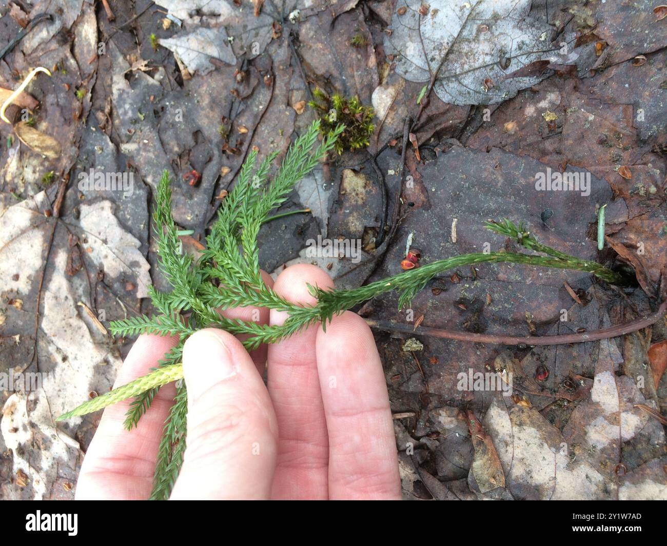 flat-branched tree-clubmoss (Dendrolycopodium obscurum) Plantae Stock ...