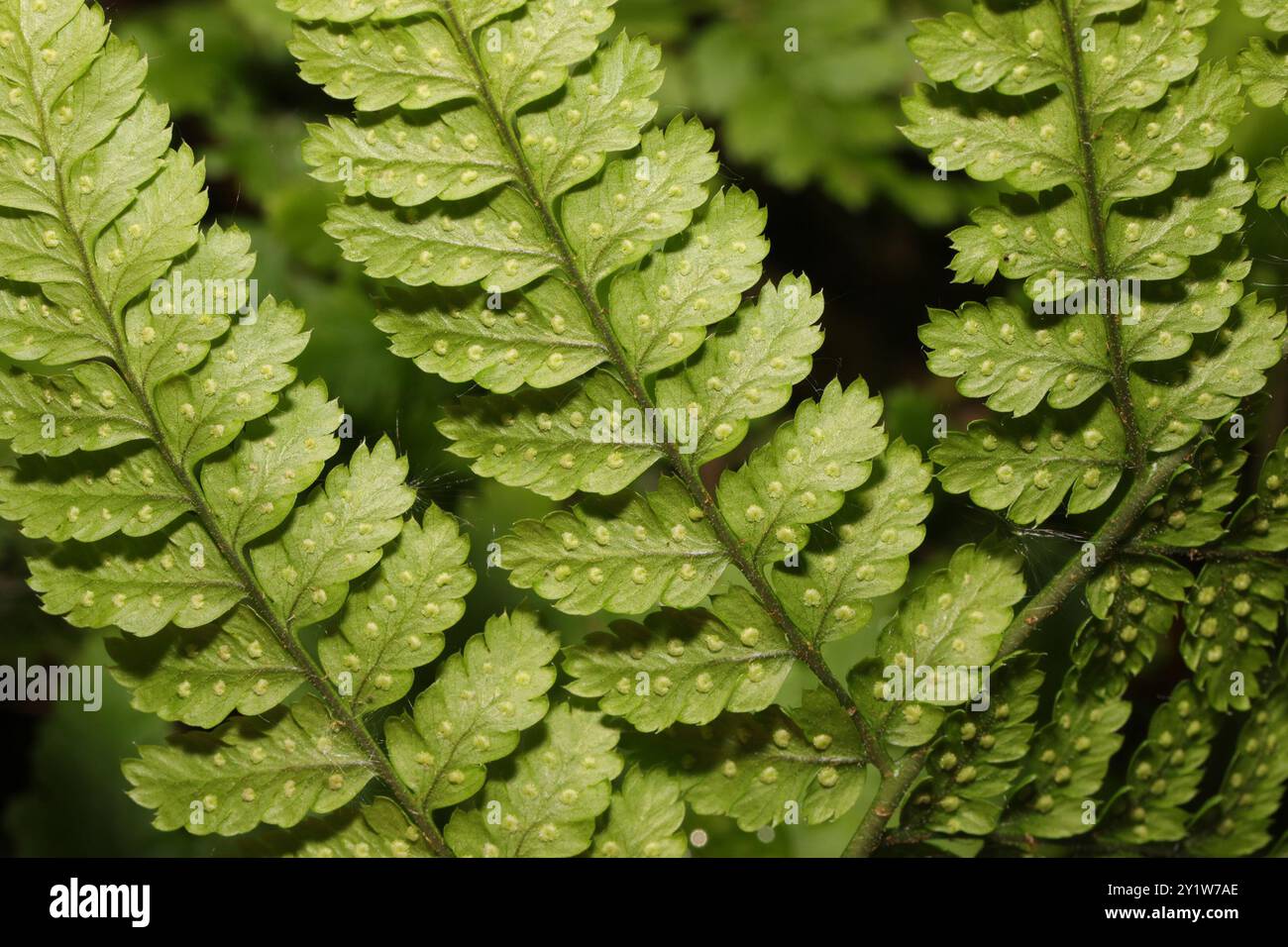 broad buckler-fern (Dryopteris dilatata) Plantae Stock Photo - Alamy