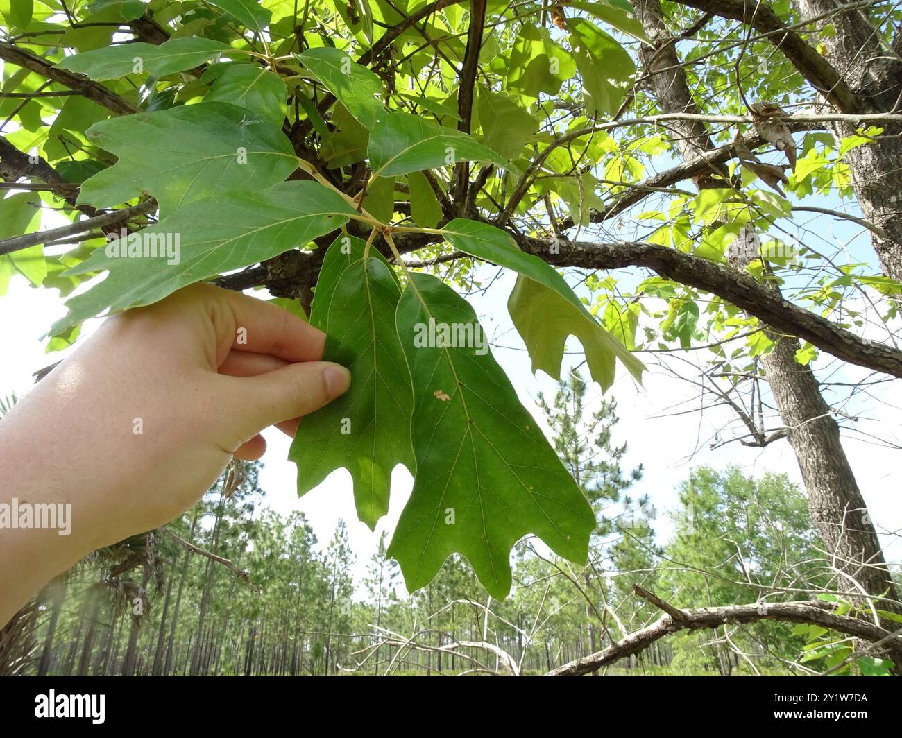 southern red oak (Quercus falcata) Plantae Stock Photo - Alamy