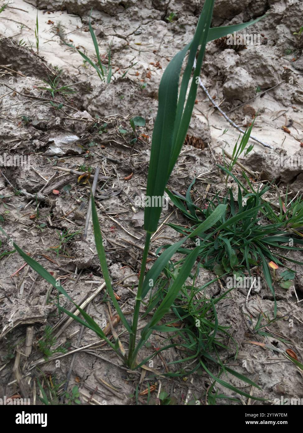 bristlegrasses, bluestems, paspalums, and allies (Panicoideae) Plantae ...