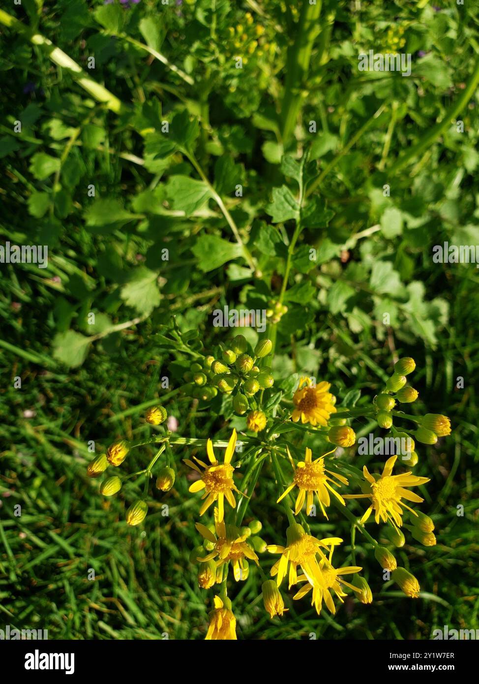 golden ragwort (Packera aurea) Plantae Stock Photo - Alamy