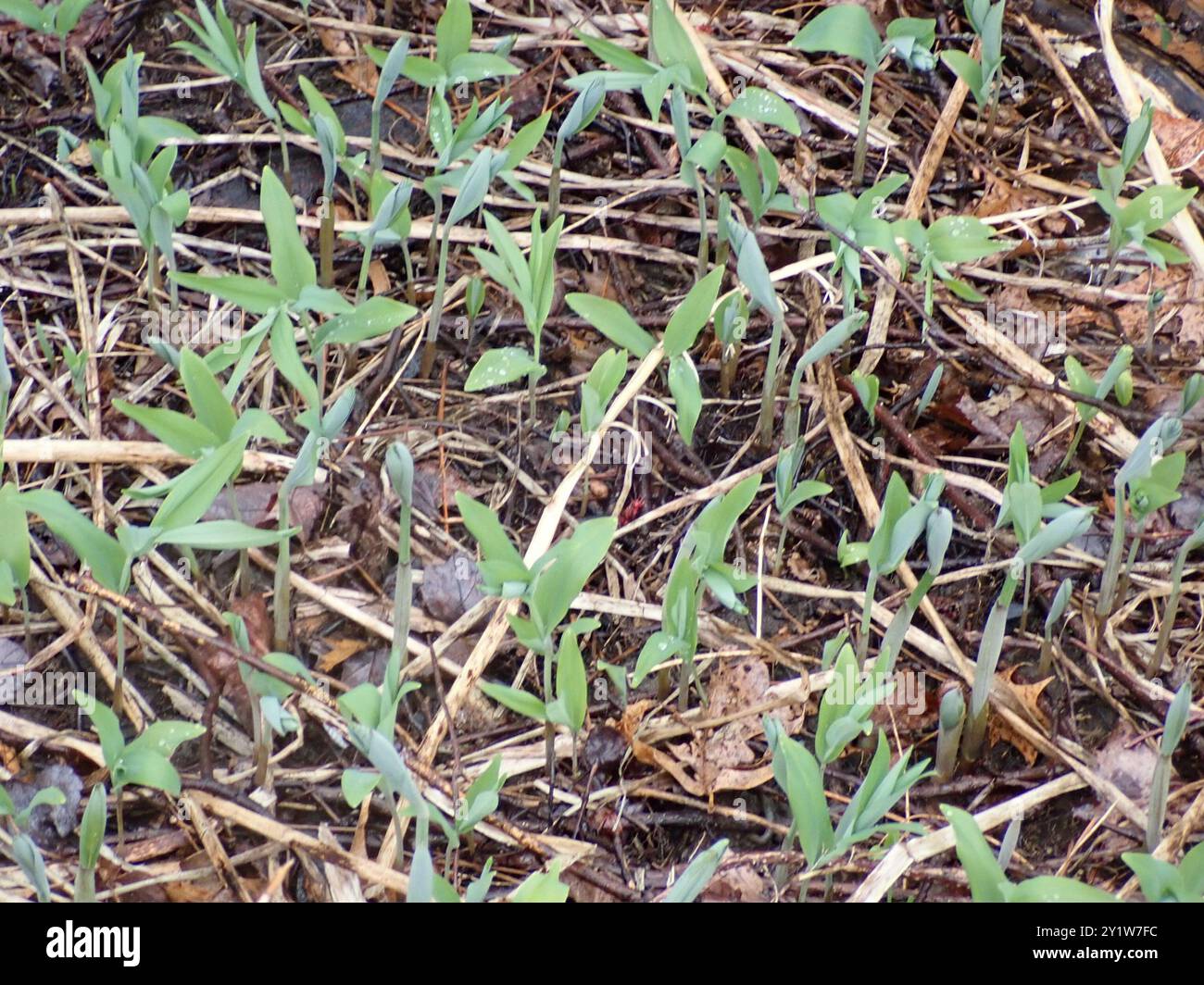 monocots (Liliopsida) Plantae Stock Photo - Alamy