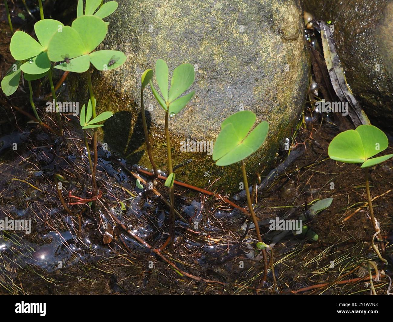(Marsilea minuta) Plantae Stock Photo - Alamy