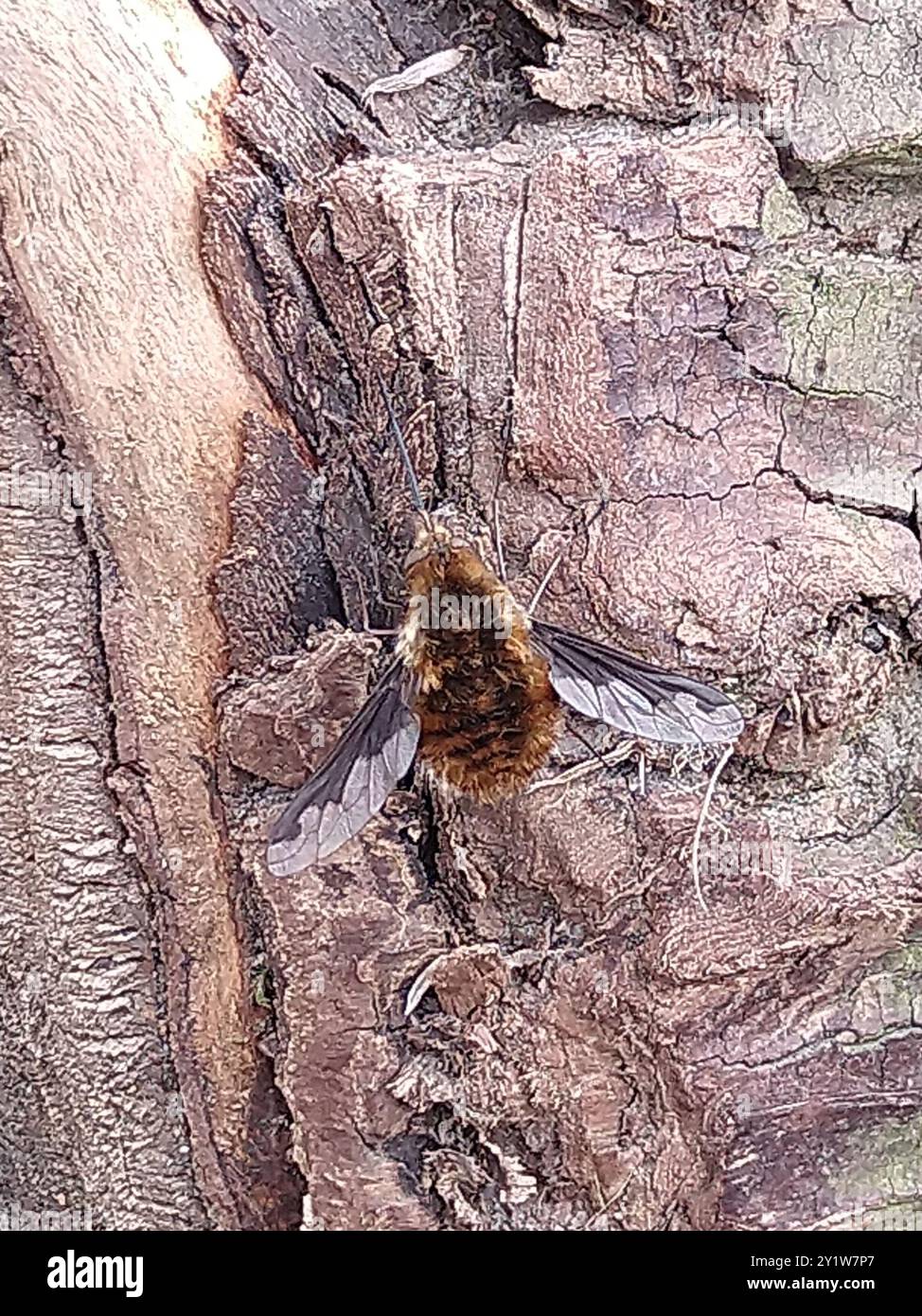Greater Bee Fly (Bombylius major) Insecta Stock Photo - Alamy