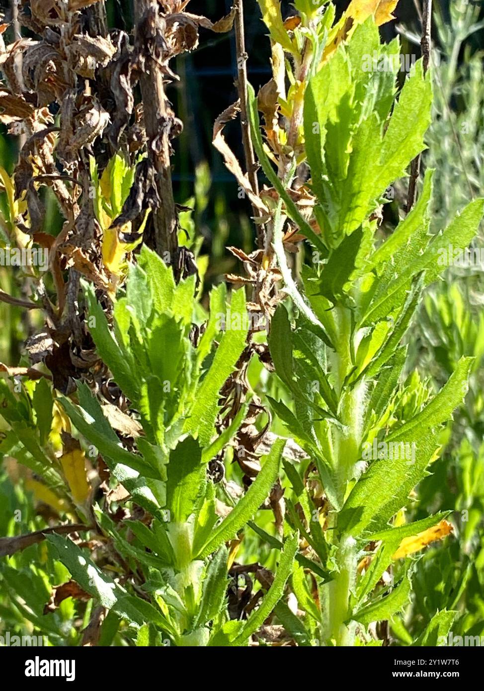Coastal Goldenbush (Isocoma menziesii) Plantae Stock Photo - Alamy