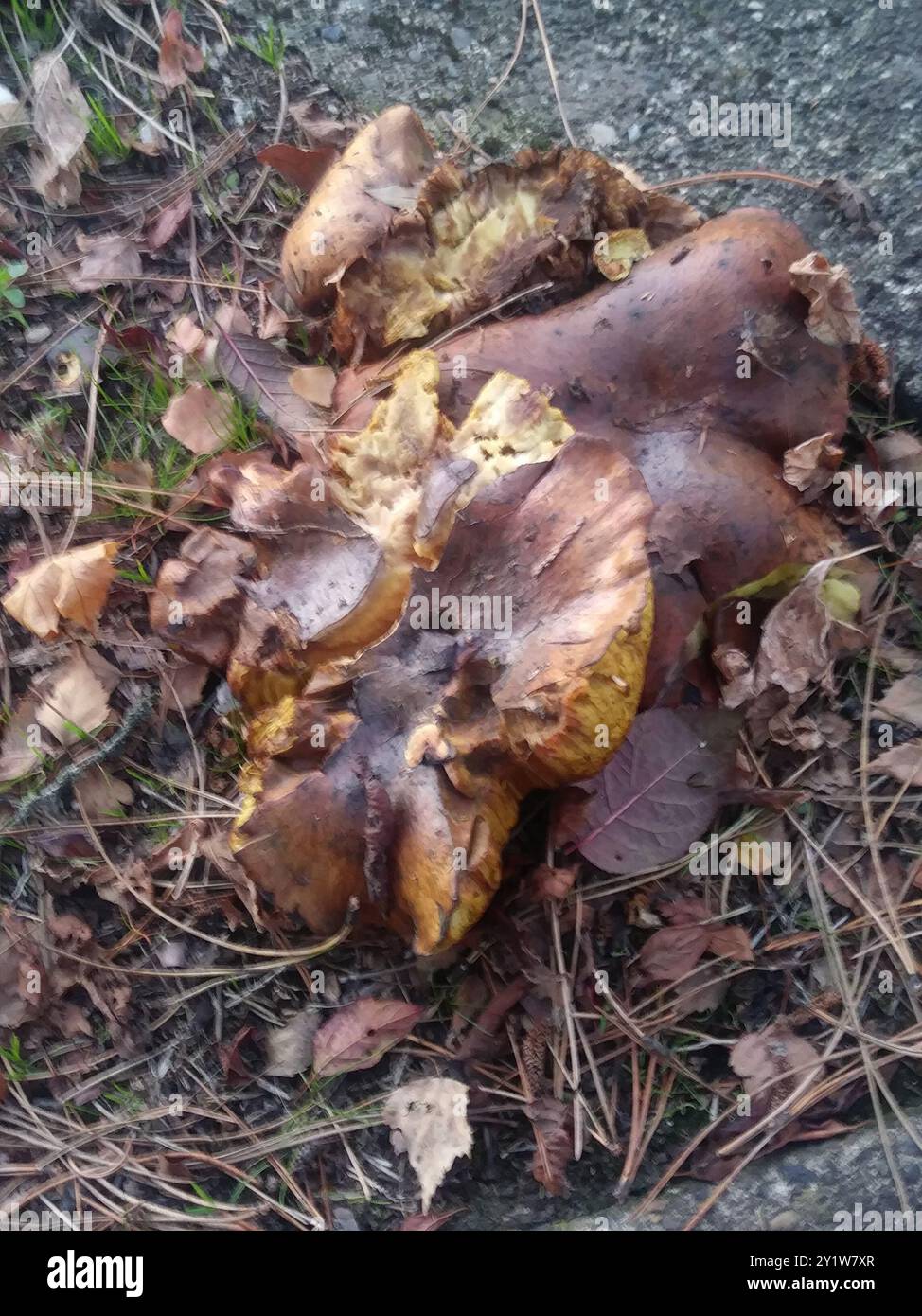 Slippery Jacks (Suillus) Fungi Stock Photo - Alamy