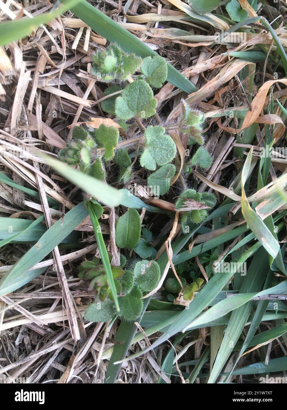 Ivy-leaved Speedwell (Veronica hederifolia) Plantae Stock Photo - Alamy