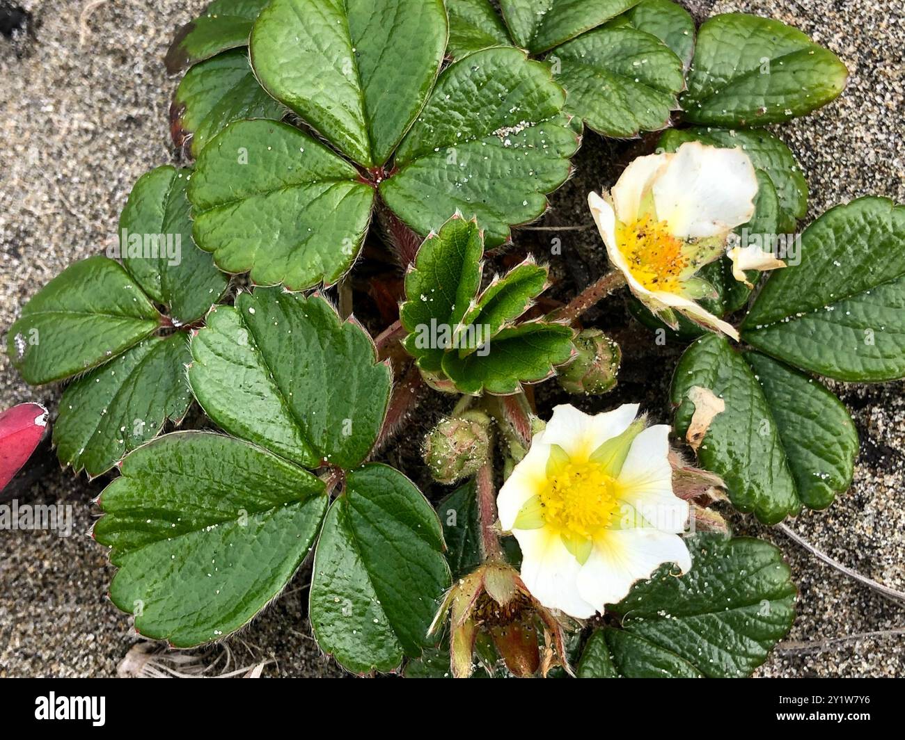 beach strawberry (Fragaria chiloensis) Plantae Stock Photo - Alamy
