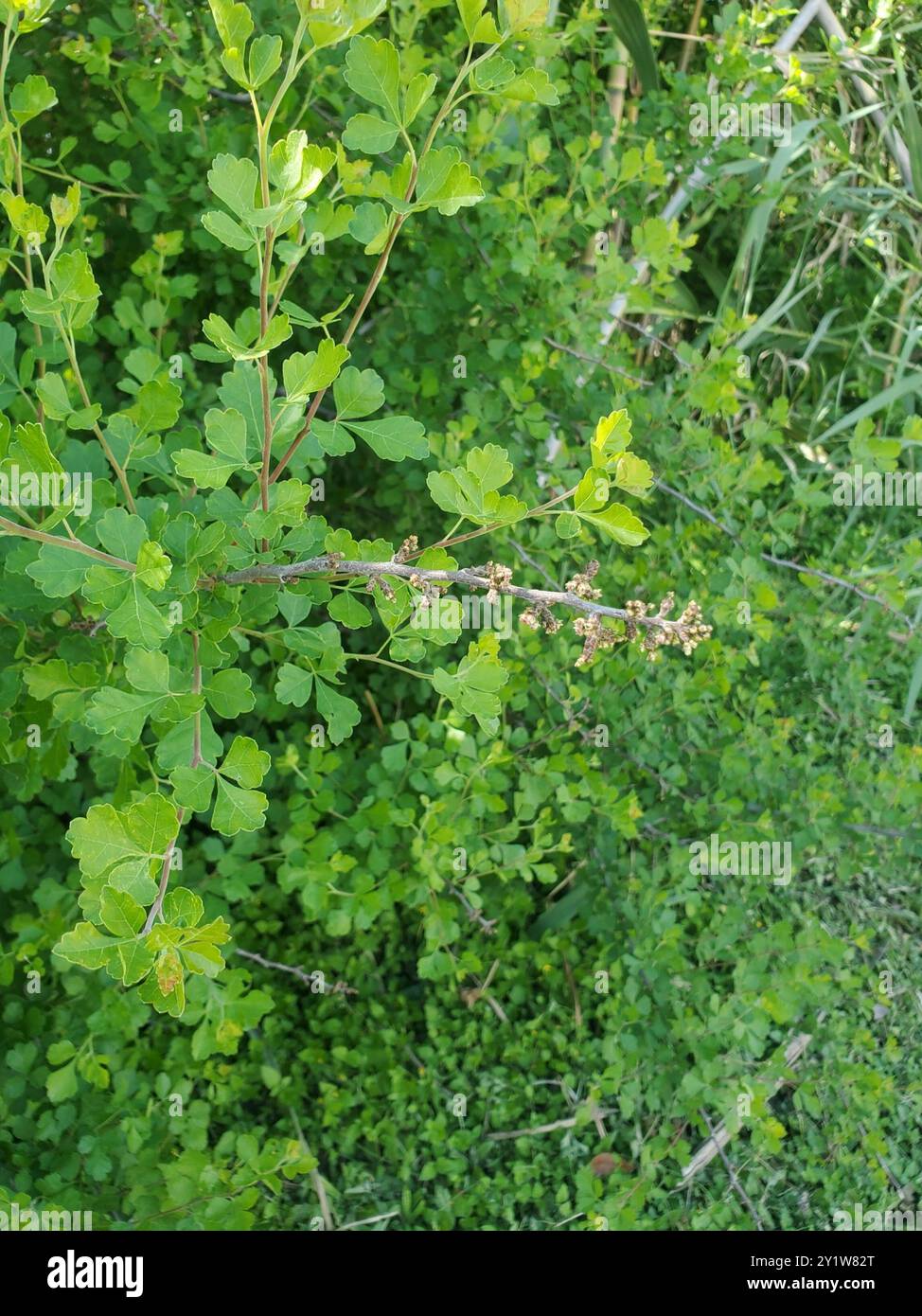 fragrant sumac (Rhus aromatica) Plantae Stock Photo - Alamy